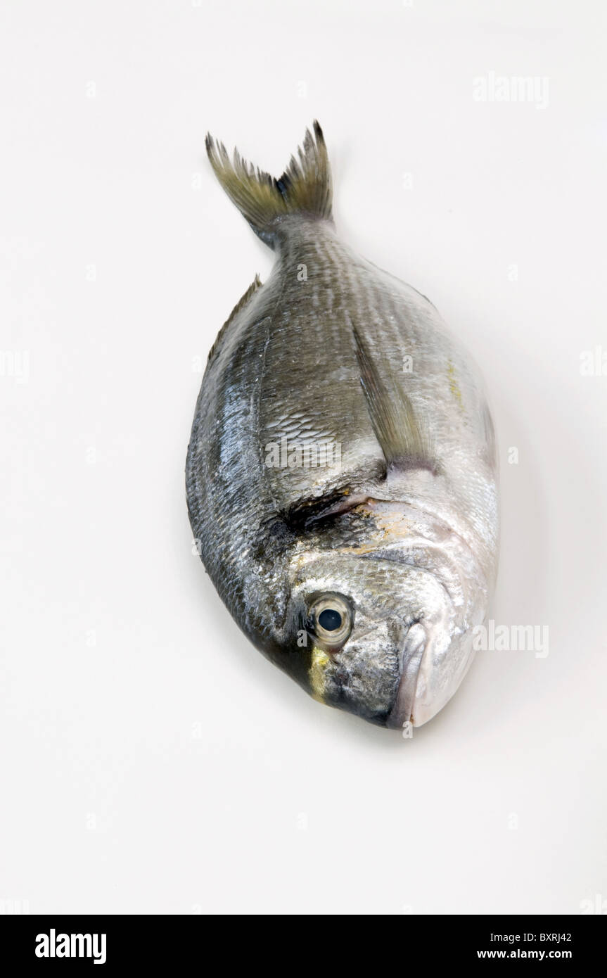 Silver bream hi-res stock photography and images - Alamy
