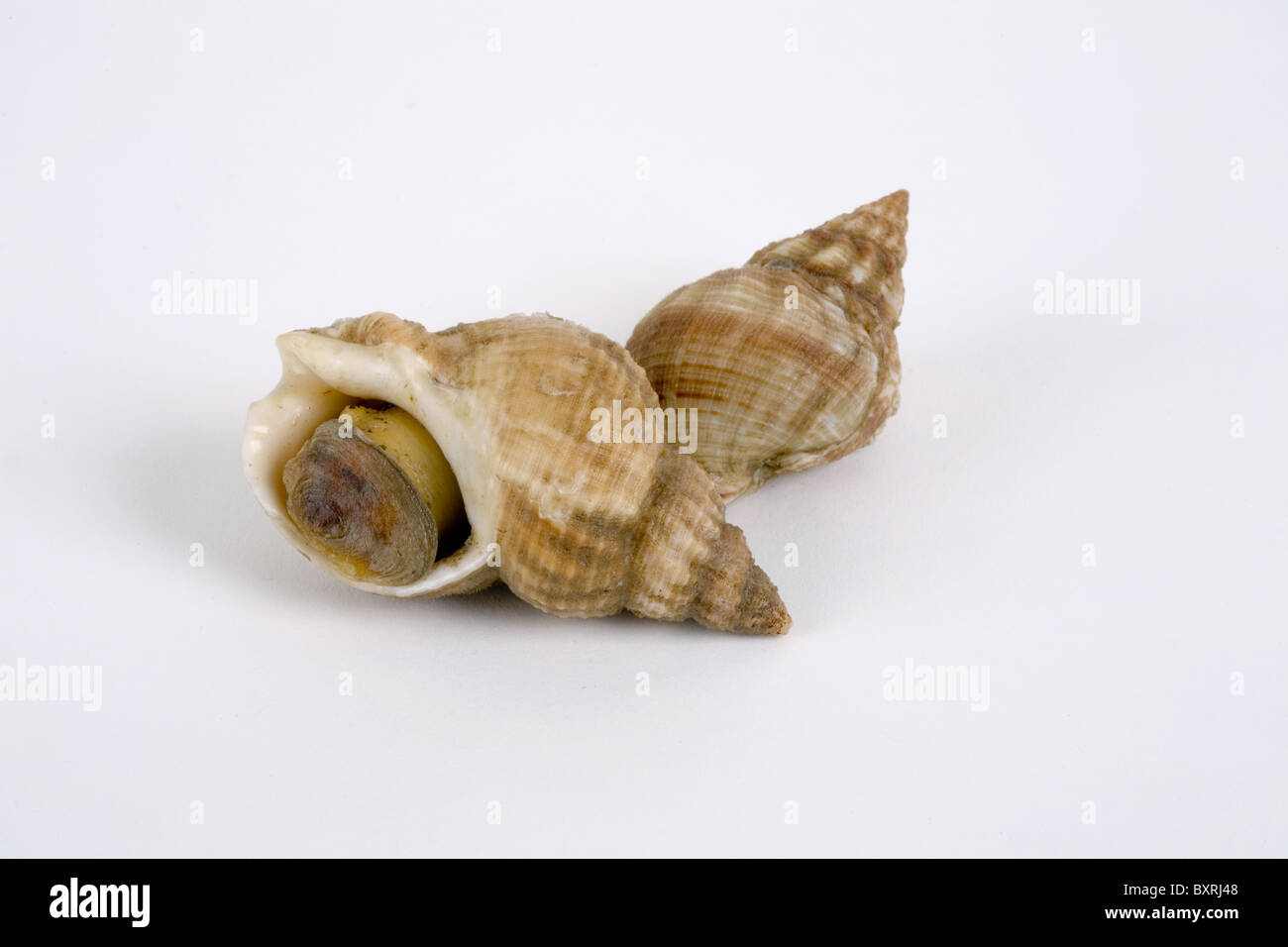 Whelks hi-res stock photography and images - Alamy