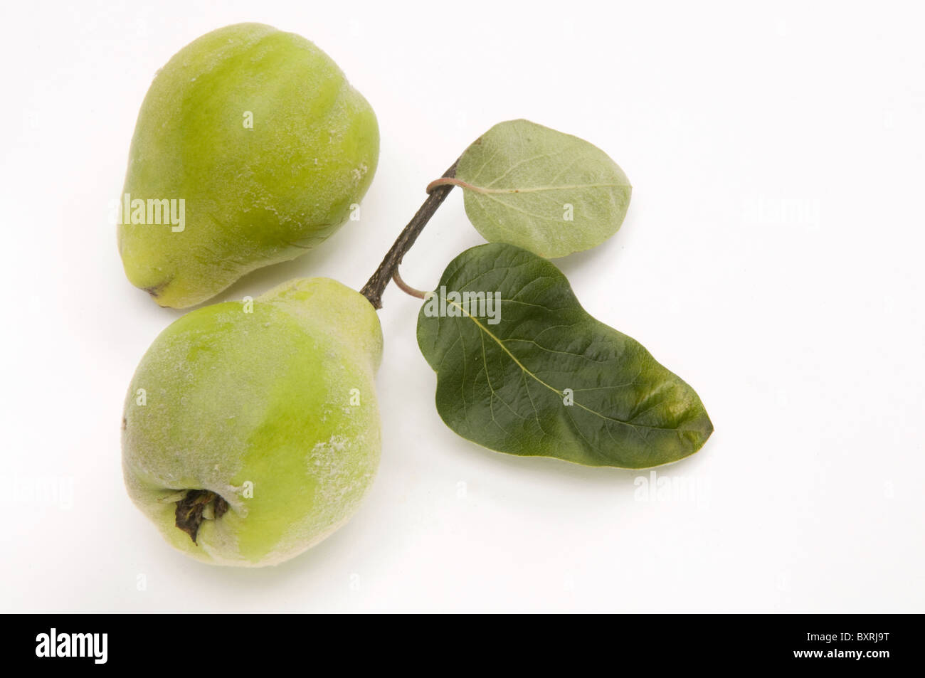Quince meech's prolific Cut Out Stock Images & Pictures - Alamy