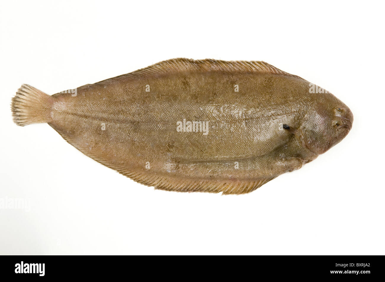 Flat Sole Fish High Resolution Stock Photography and Images - Alamy