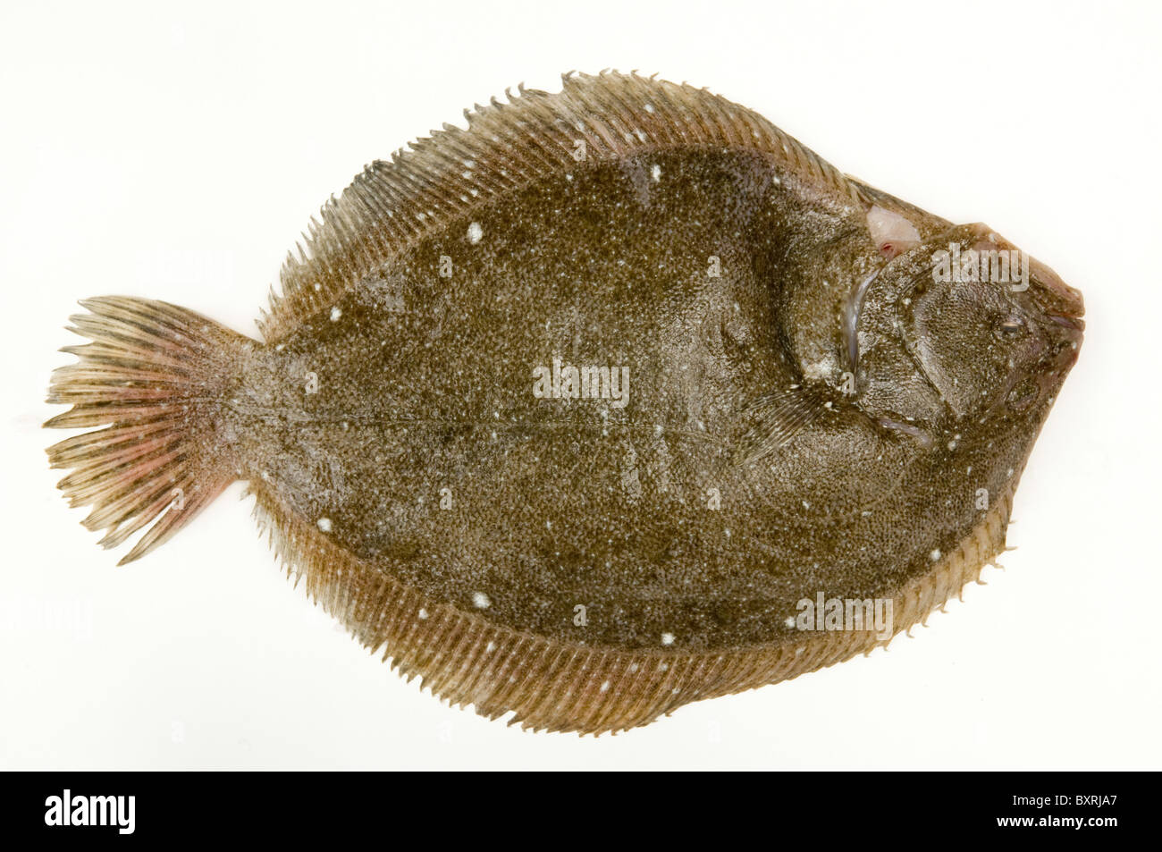 Brill Fish High Resolution Stock Photography and Images - Alamy