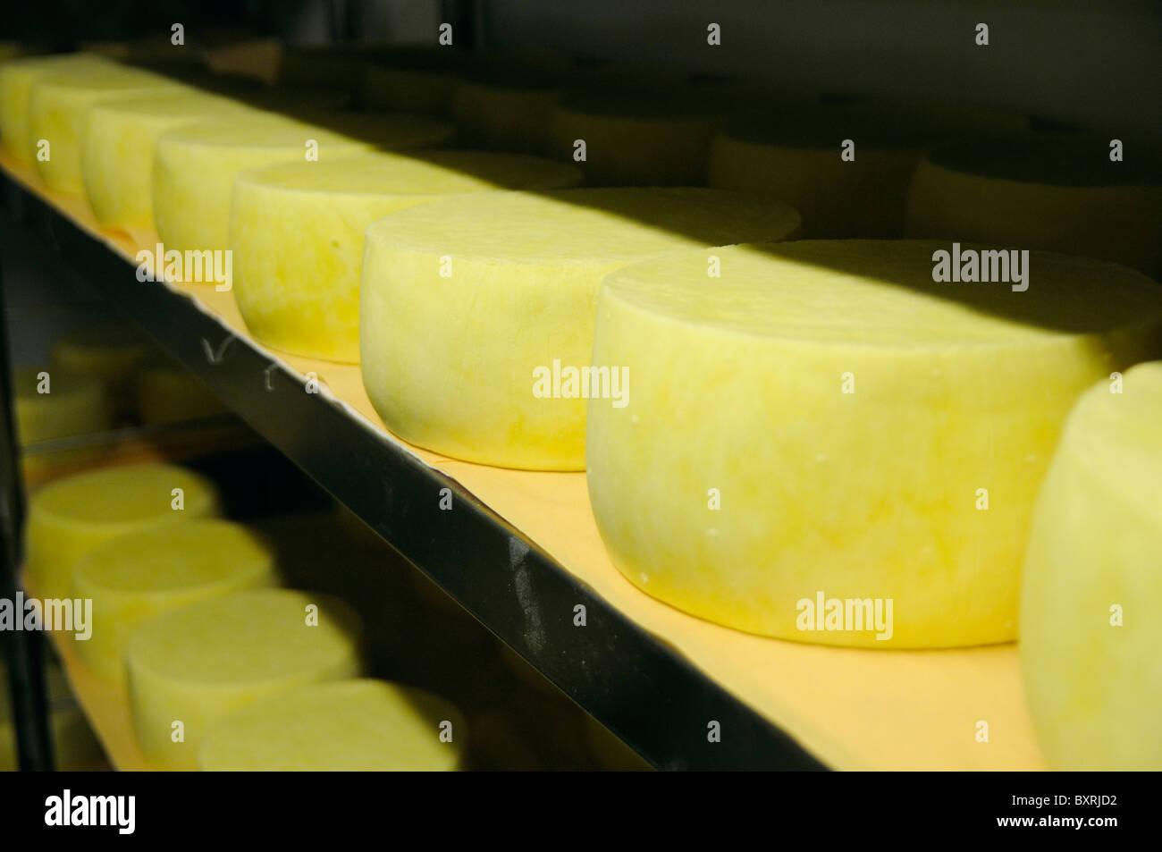Whole british cheeses on rack hi-res stock photography and images - Alamy