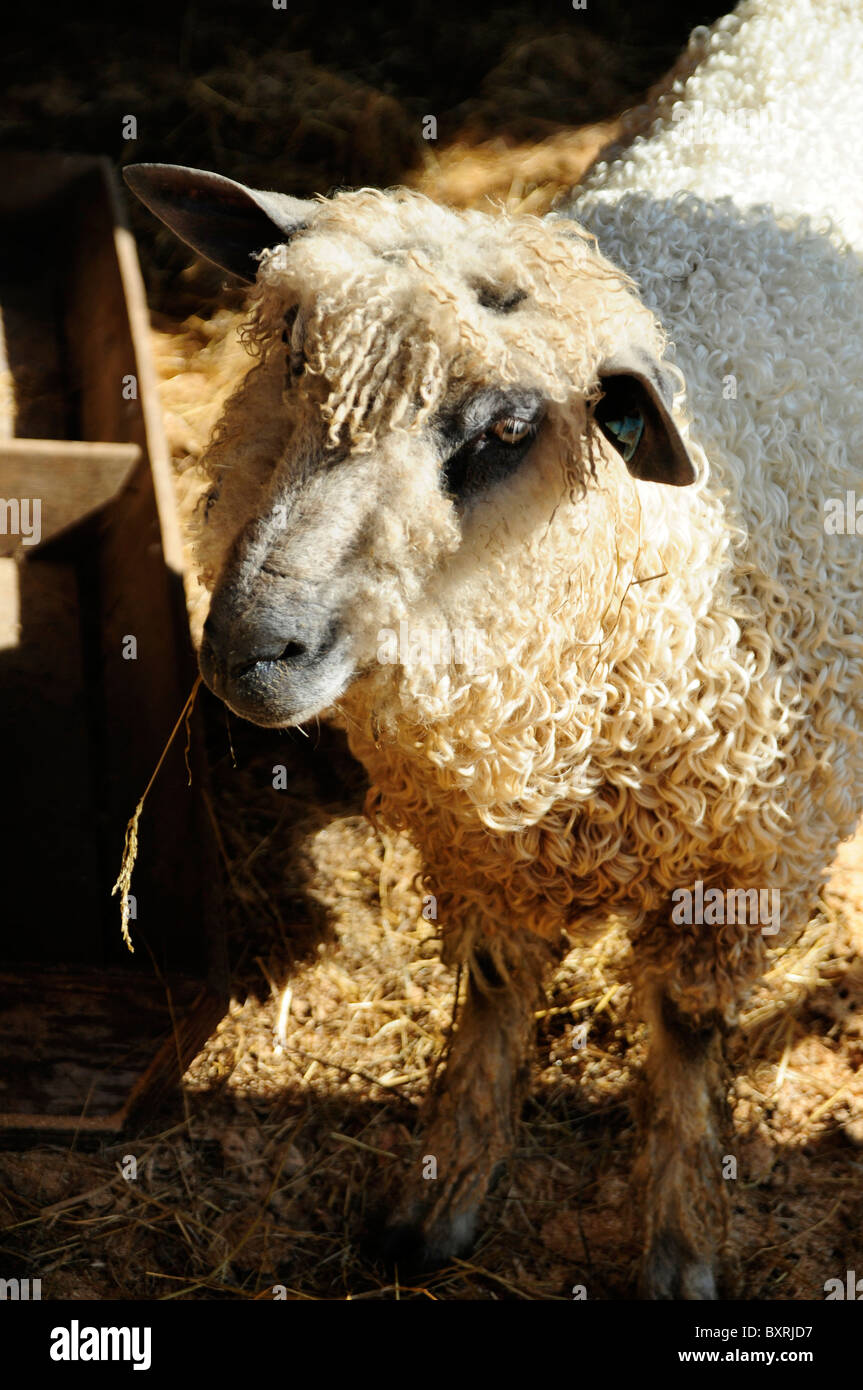 Fluffy Sheep High Resolution Stock Photography and Images - Alamy