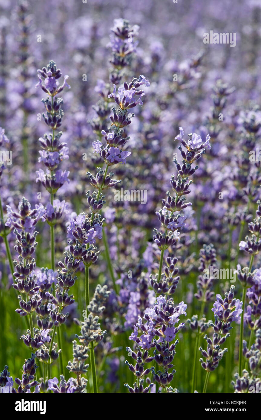 Lavender spike hi-res stock photography and images - Alamy