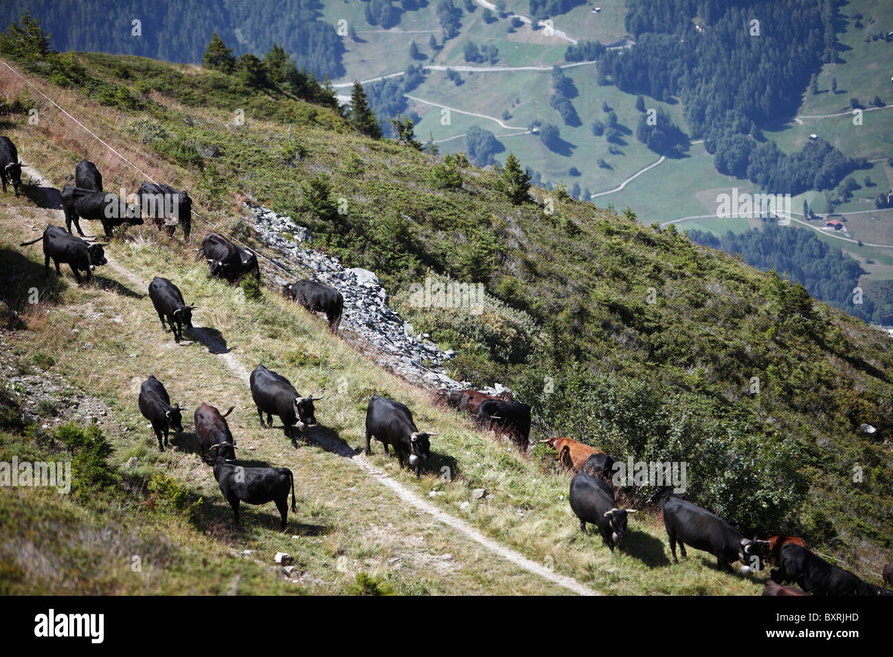 The cows path hi-res stock photography and images - Alamy