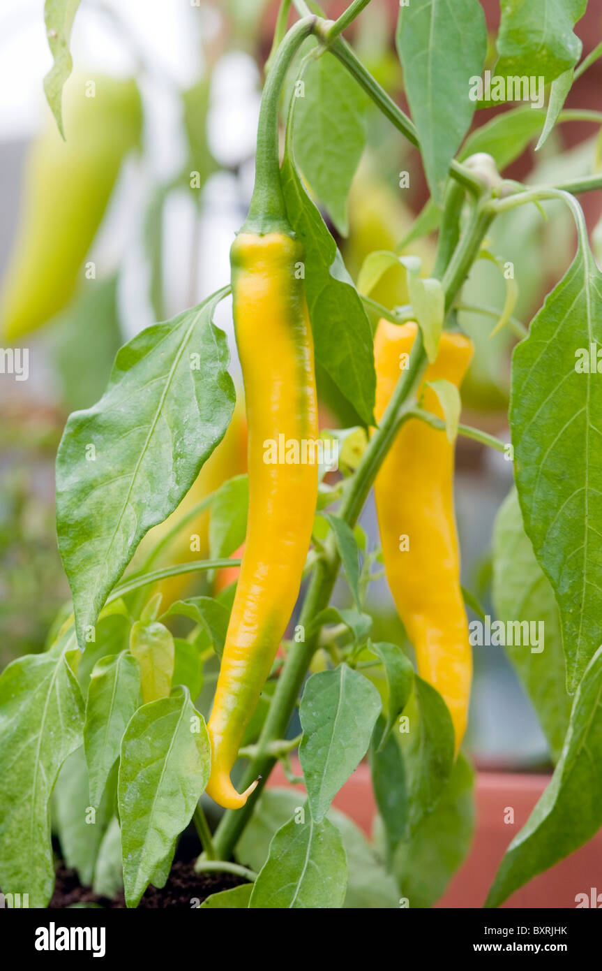 Chilli pepper plant hi-res stock photography and images - Alamy