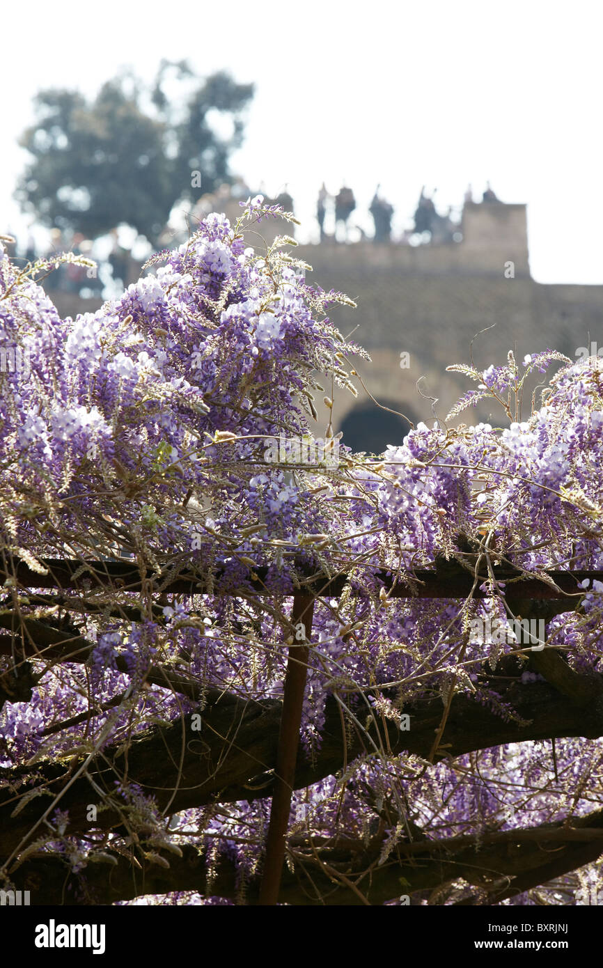 Beautiful purple Wisteria at Palatine Hill, Rome, Italy Stock Photo - Alamy