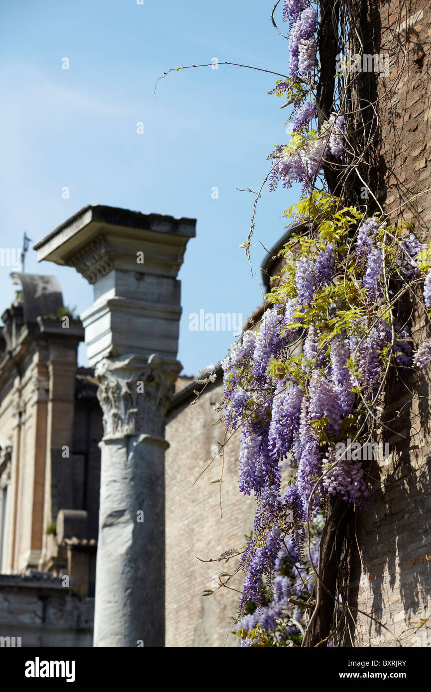 Beautiful purple Wisteria at Palatine Hill, Rome, Italy Stock Photo - Alamy