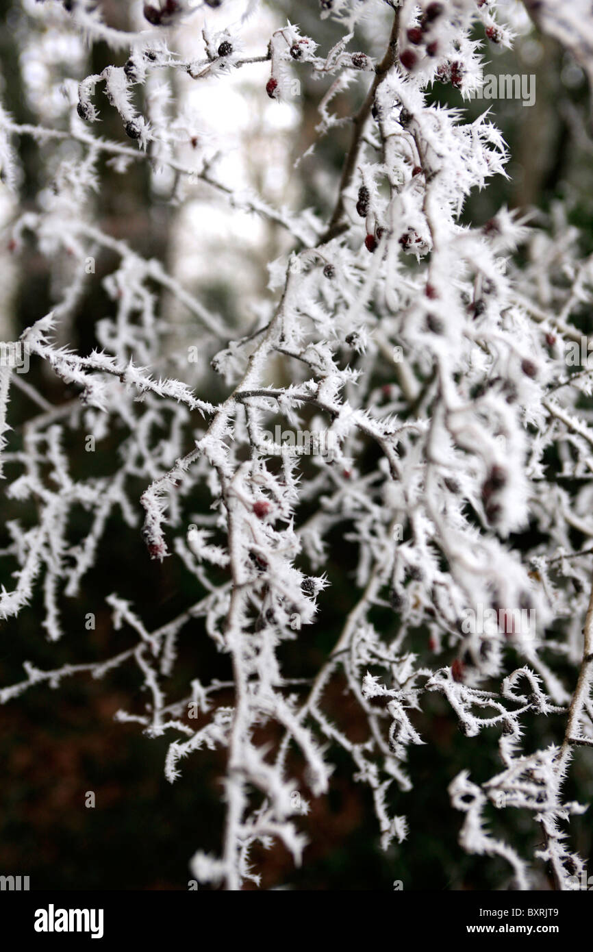Close up of thick white hoarfrost on a tree branch Stock Photo - Alamy