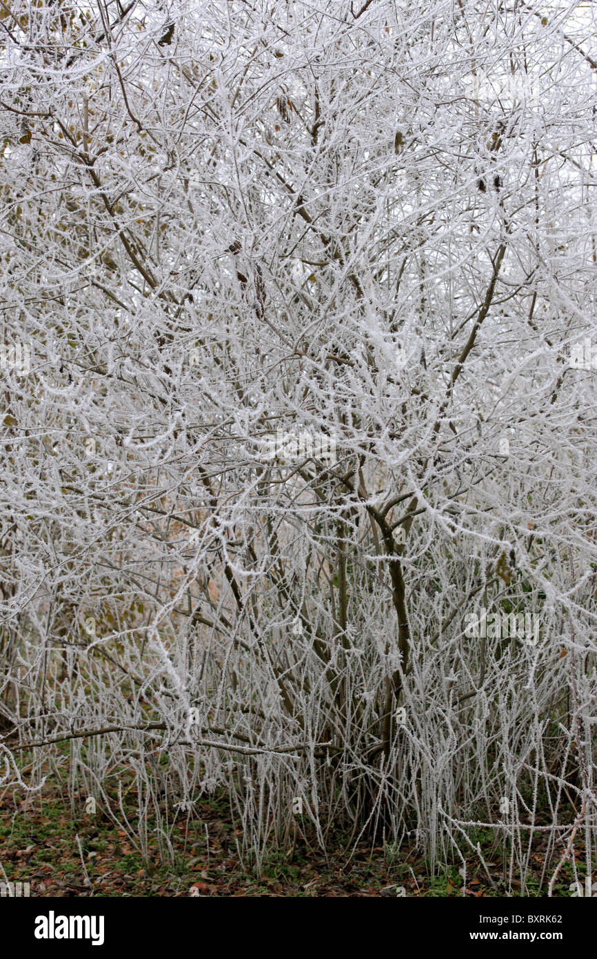 A thick white hoarfrost on a tree branches in an English Forest in ...