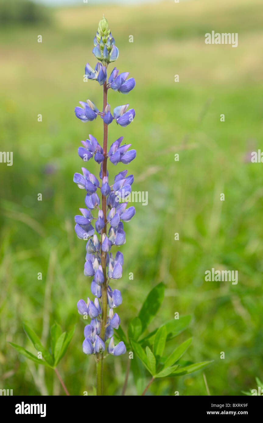Lithuania, Zemaitija National Park, Close-up of wild lupin Stock Photo ...