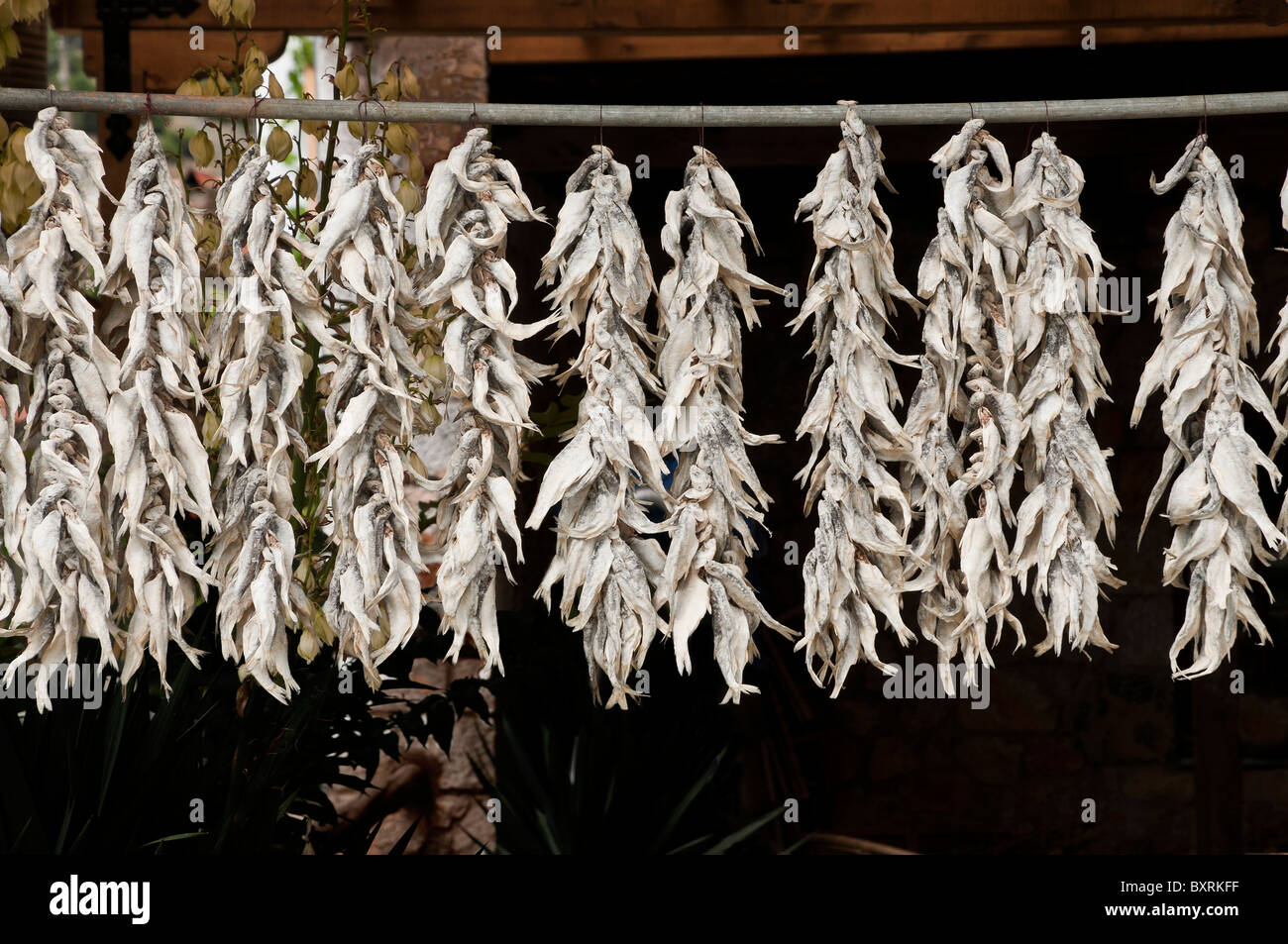 Salted and dried fish, a local specialty, hanging in the village of ...