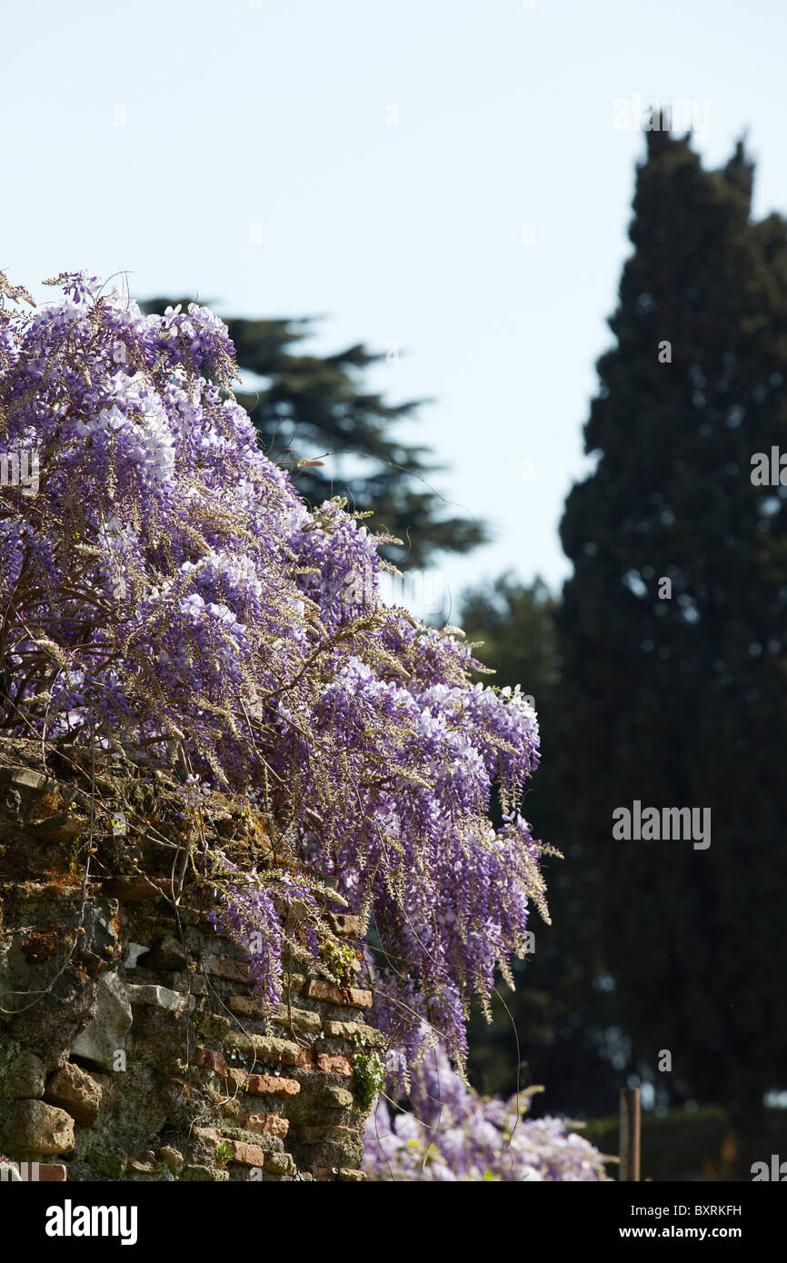 Beautiful purple Wisteria at Palatine Hill, Rome, Italy Stock Photo - Alamy