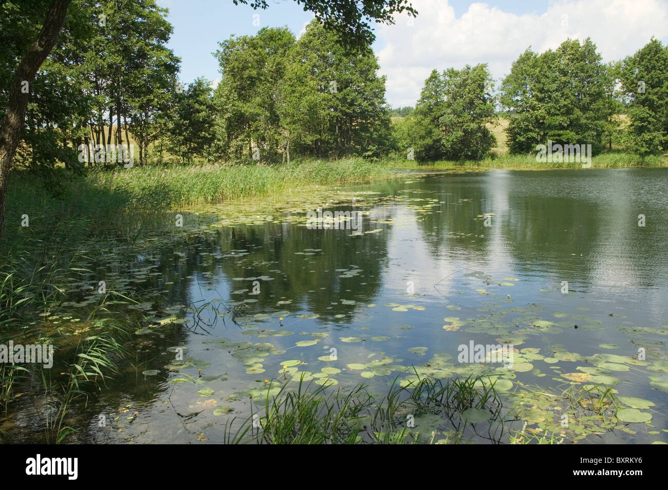 Lithuania, Moletai, Lake Stirniai with reflection of trees Stock Photo ...