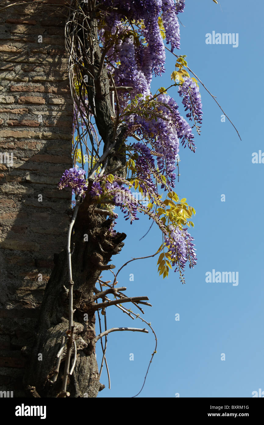 Beautiful purple Wisteria at Palatine Hill, Rome, Italy Stock Photo - Alamy