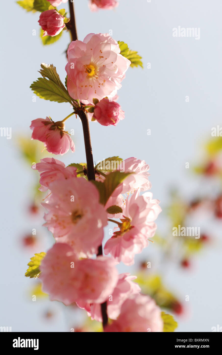 Blooming at spring almond tree (Prunus triloba Stock Photo - Alamy