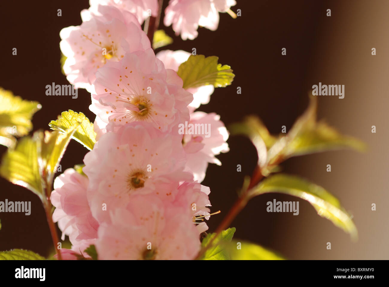 Blooming at spring almond tree (Prunus triloba Stock Photo - Alamy