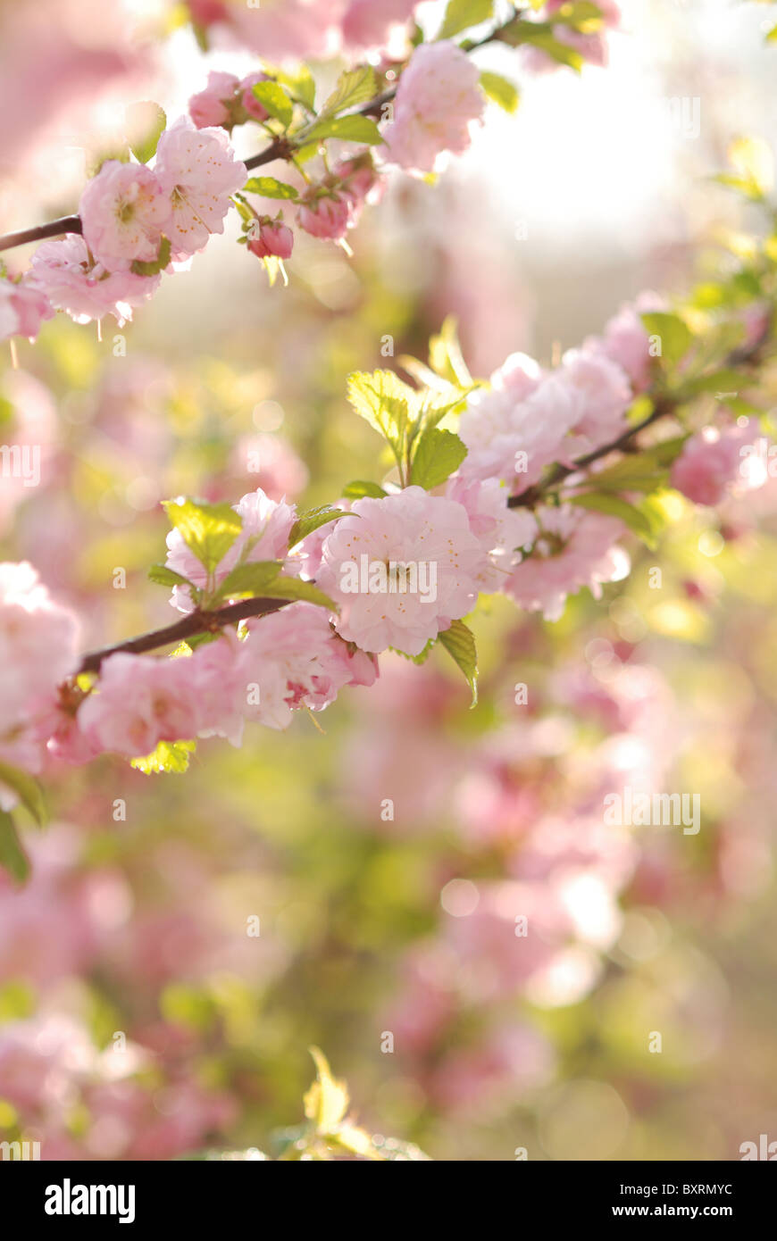 Blooming at spring almond tree (Prunus triloba Stock Photo - Alamy