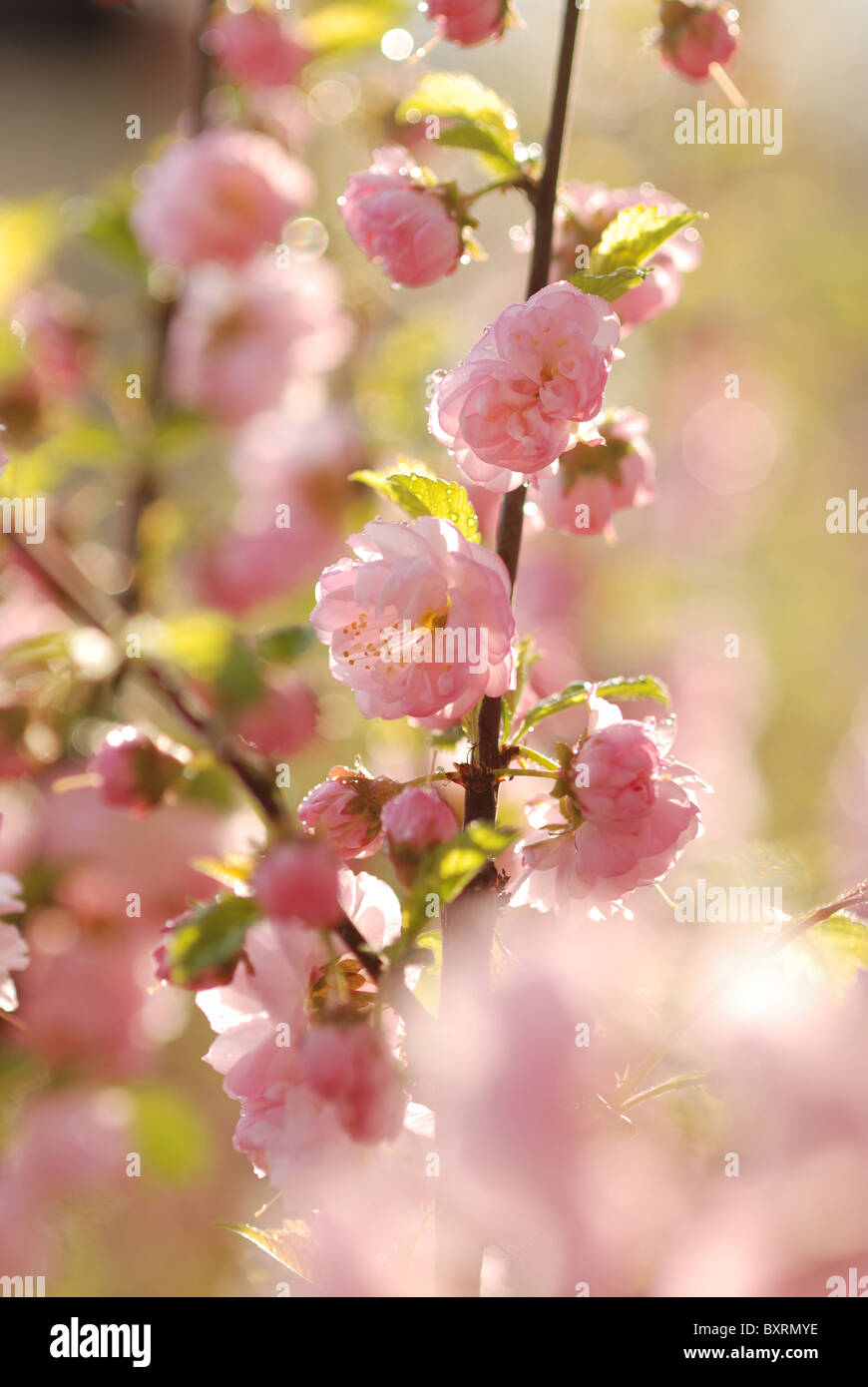 Prunus triloba tree hi-res stock photography and images - Alamy