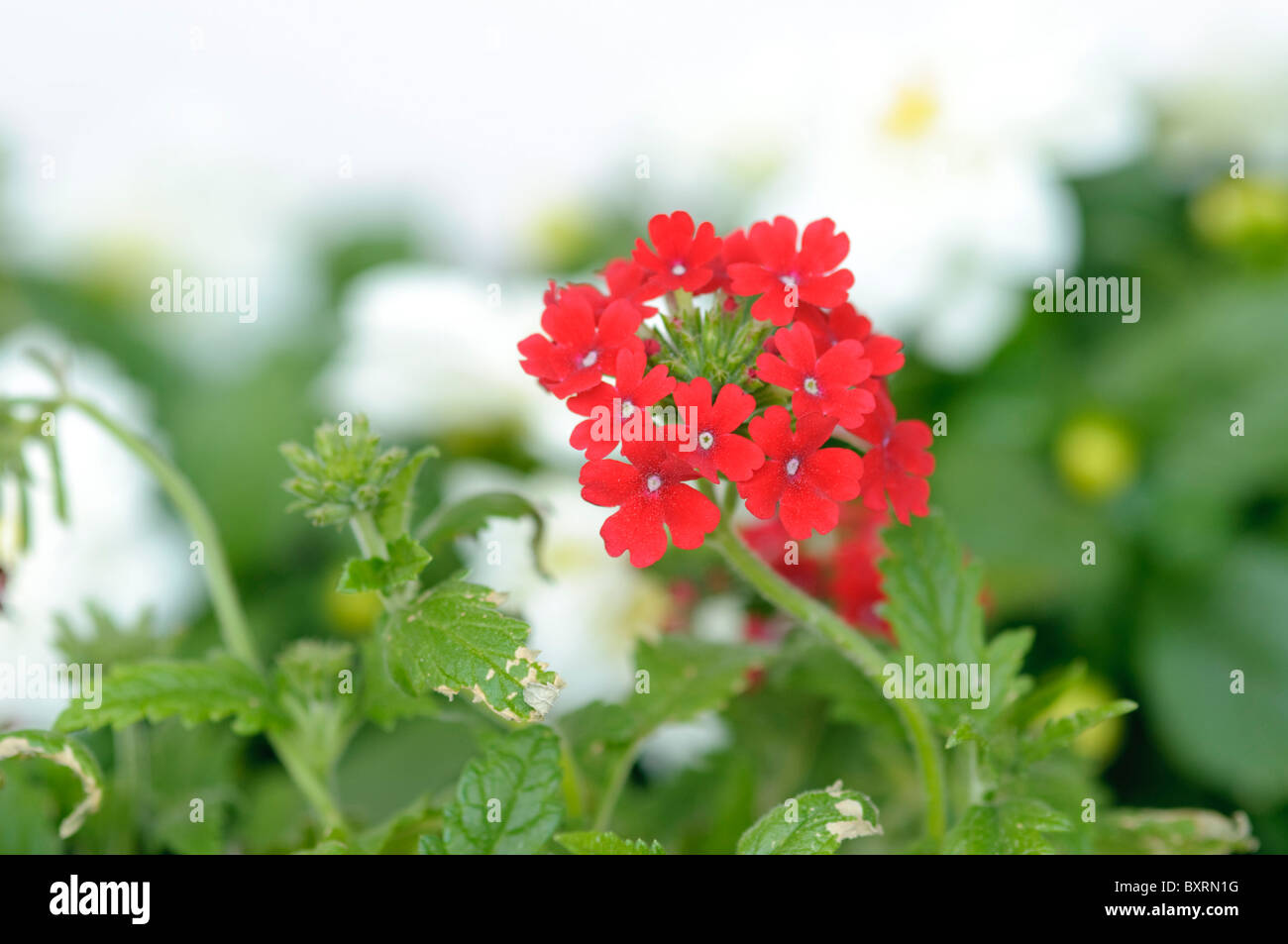Red verbena flower Stock Photo - Alamy