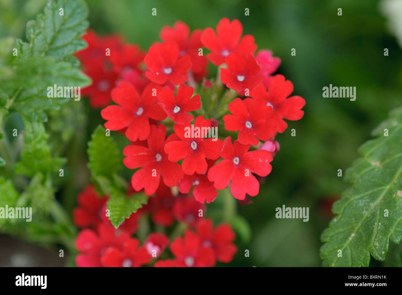Red verbena flower Stock Photo - Alamy