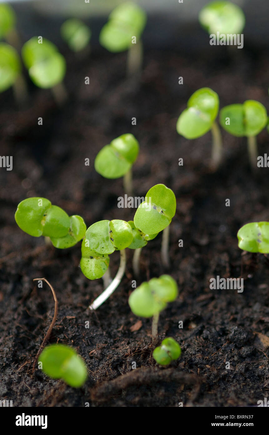 Group of Newly growing basil Stock Photo - Alamy