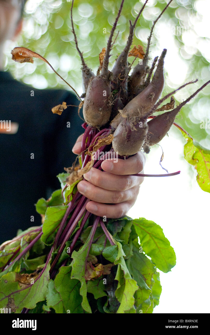 Hand with bunch of beetroot Stock Photo - Alamy