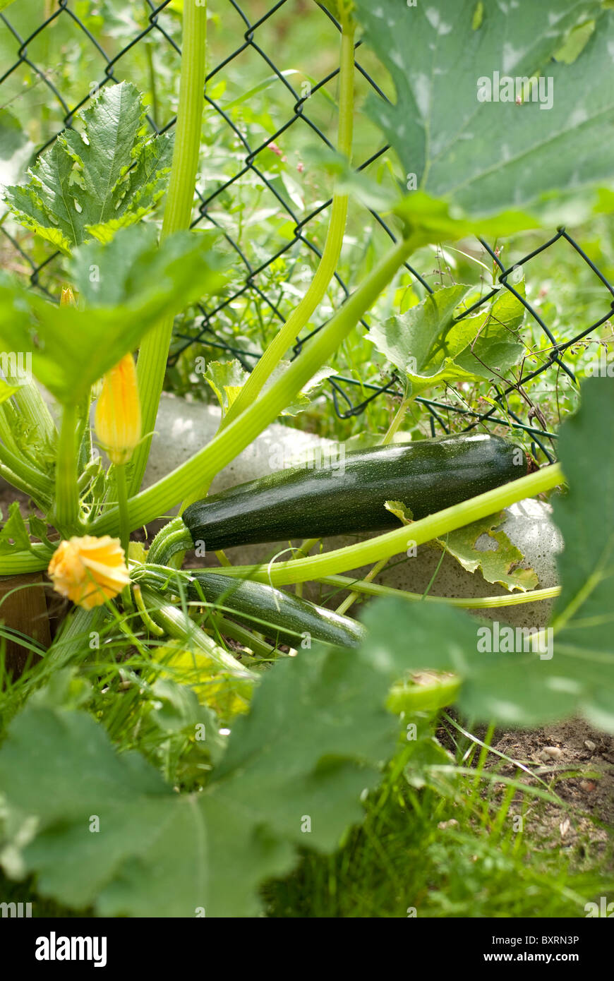 Zucchini growing in the garden Stock Photo - Alamy