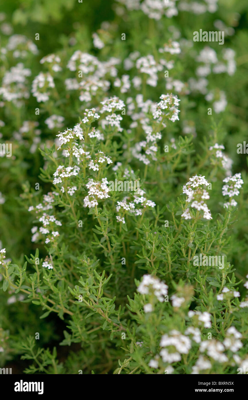 Thyme plant with flowers growing in a garden Stock Photo - Alamy