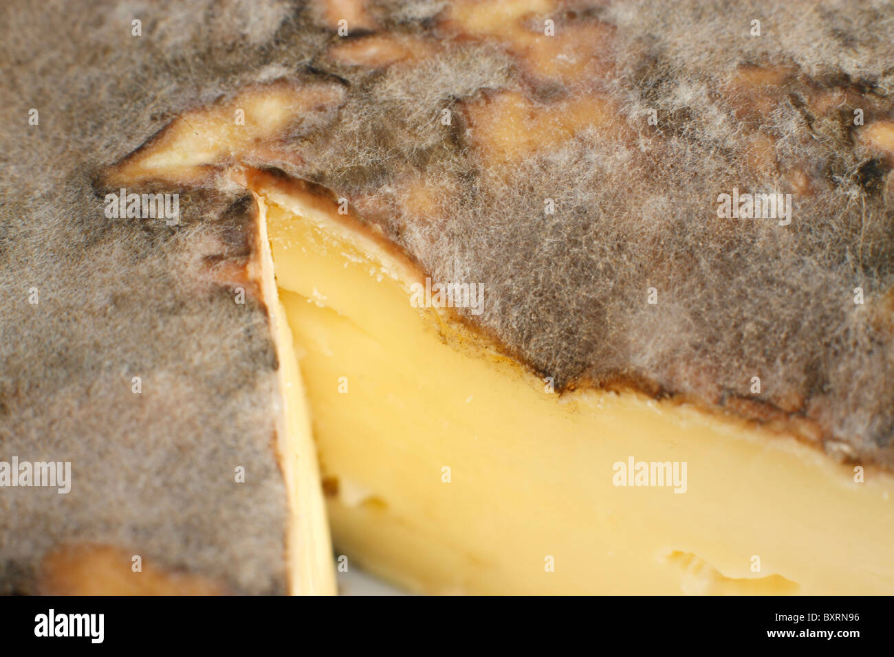 French saint nectaire cows milk cheese hi-res stock photography and ...