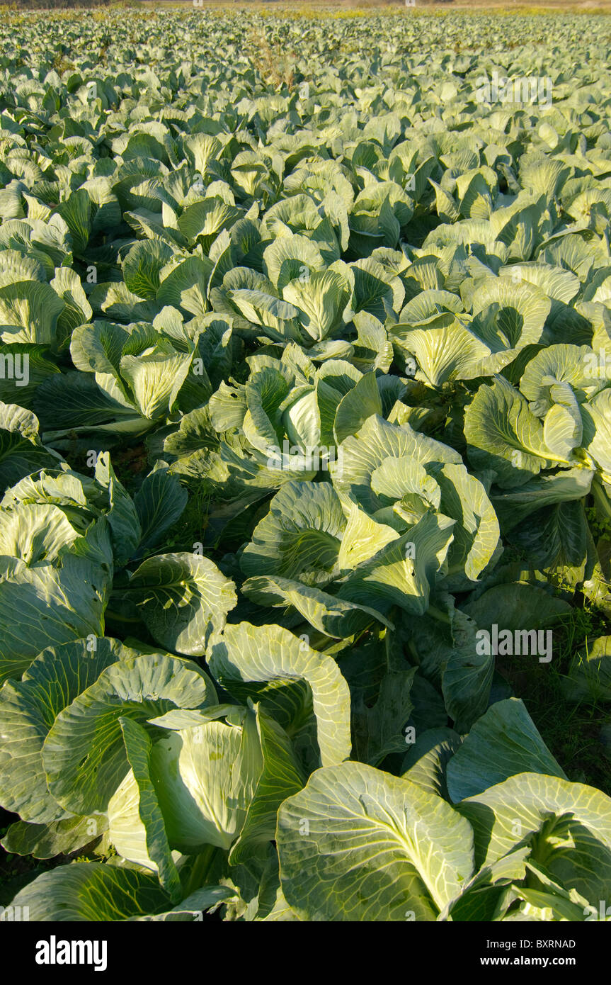 Field of growing ripe cabbage on a farm Stock Photo - Alamy