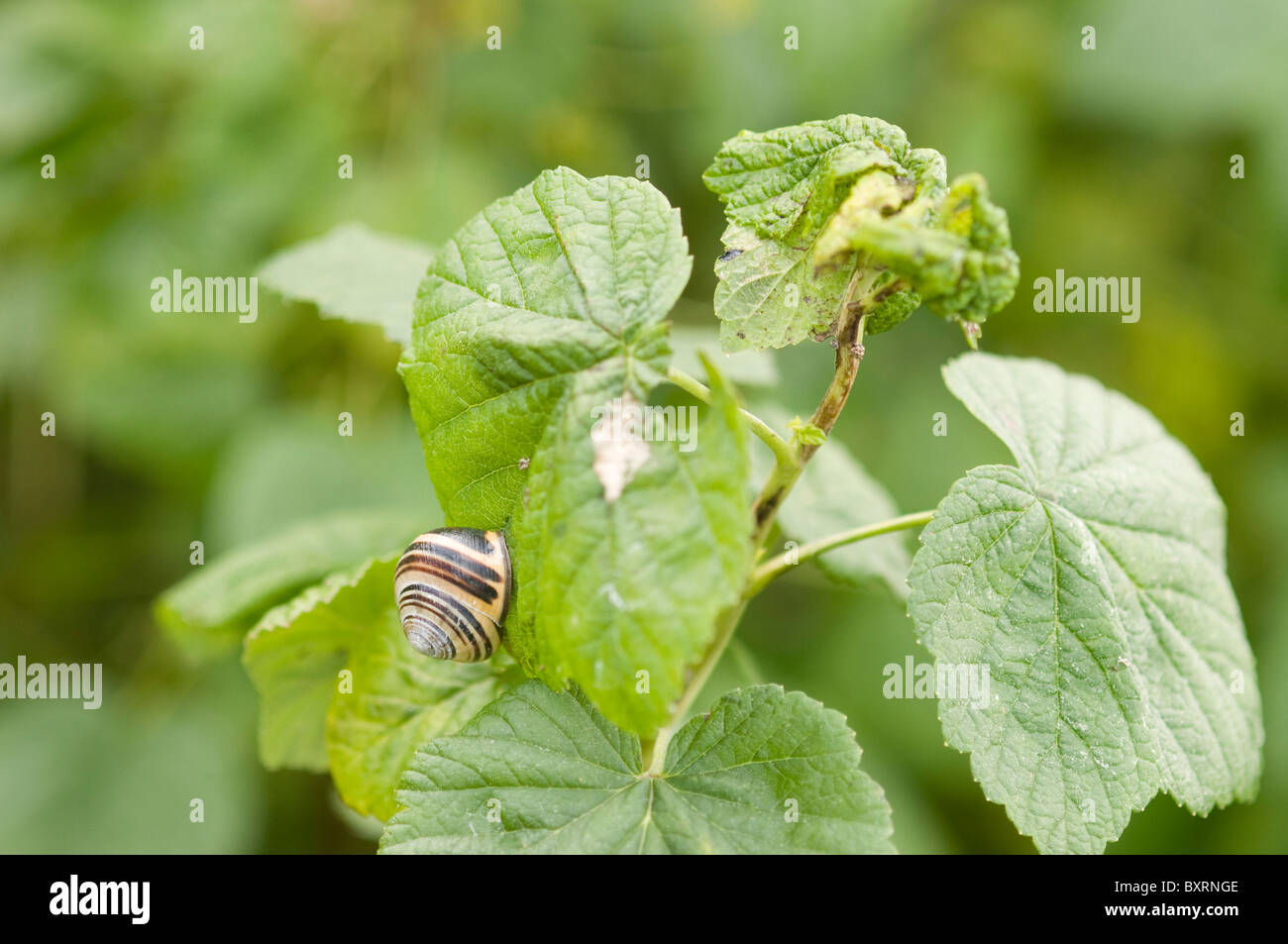 Devastate hi-res stock photography and images - Alamy