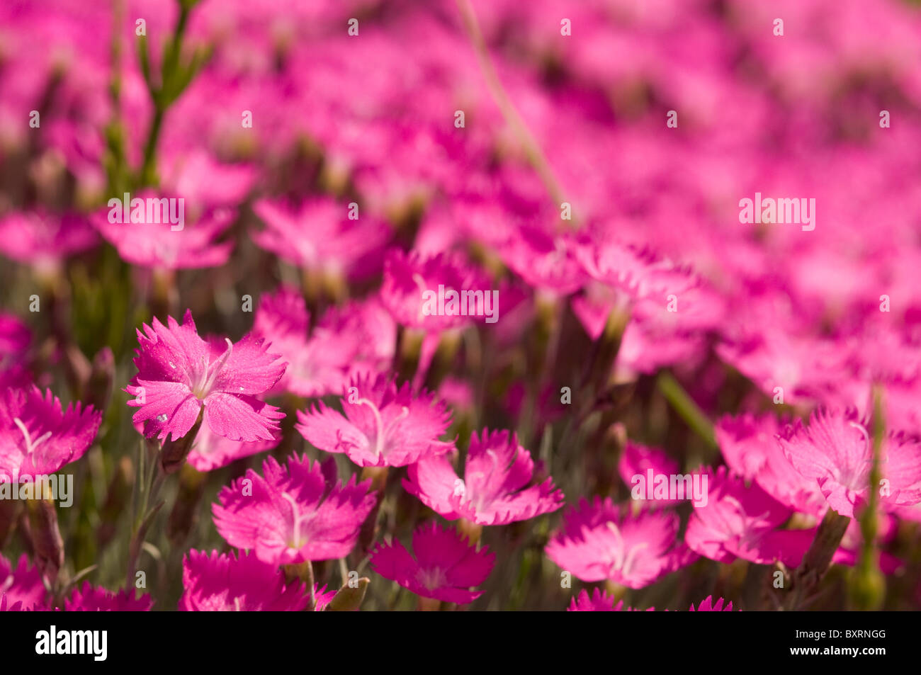 Field Carnation Flower High Resolution Stock Photography and Images - Alamy