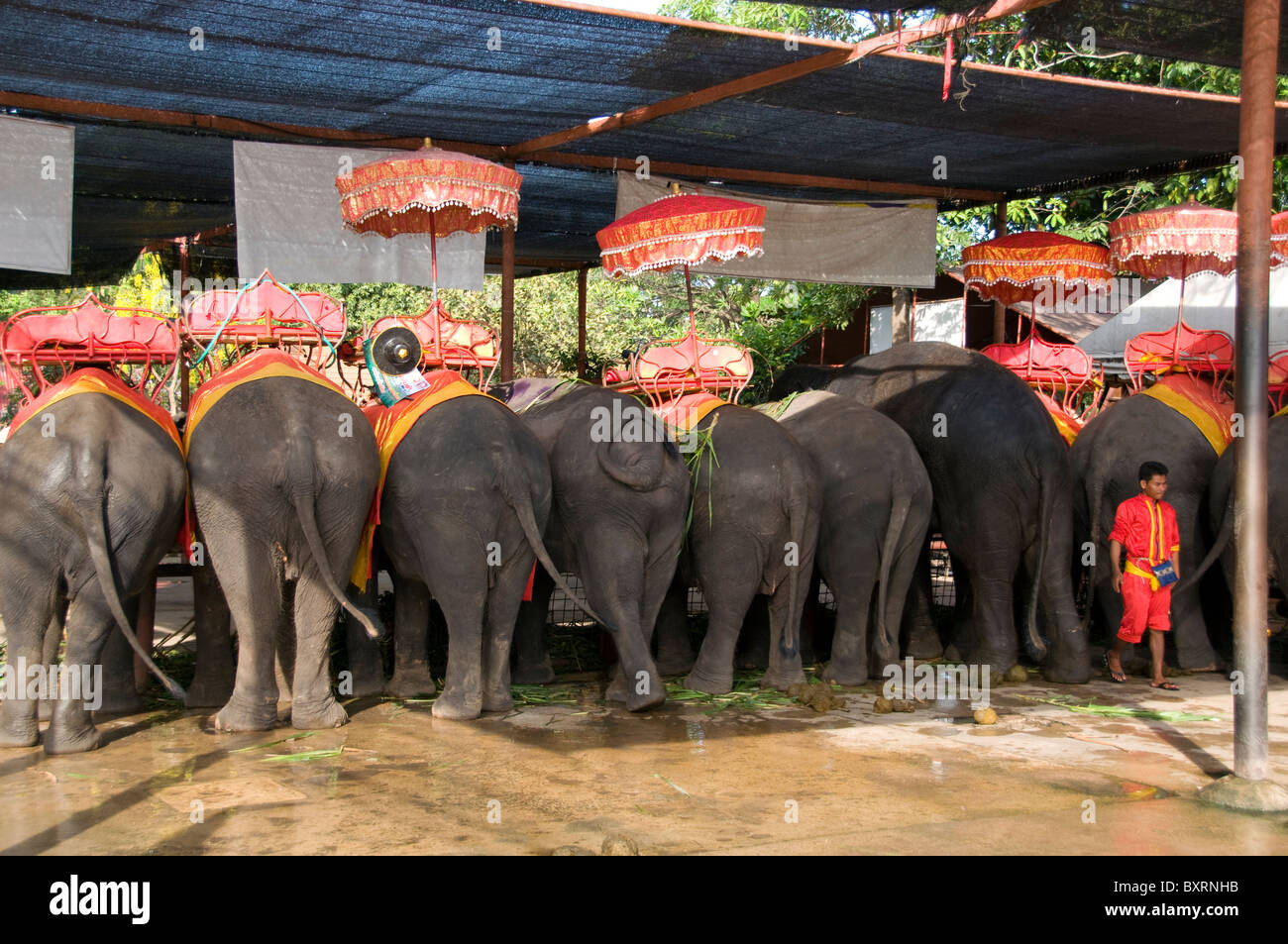 Saddled elephants hi-res stock photography and images - Alamy