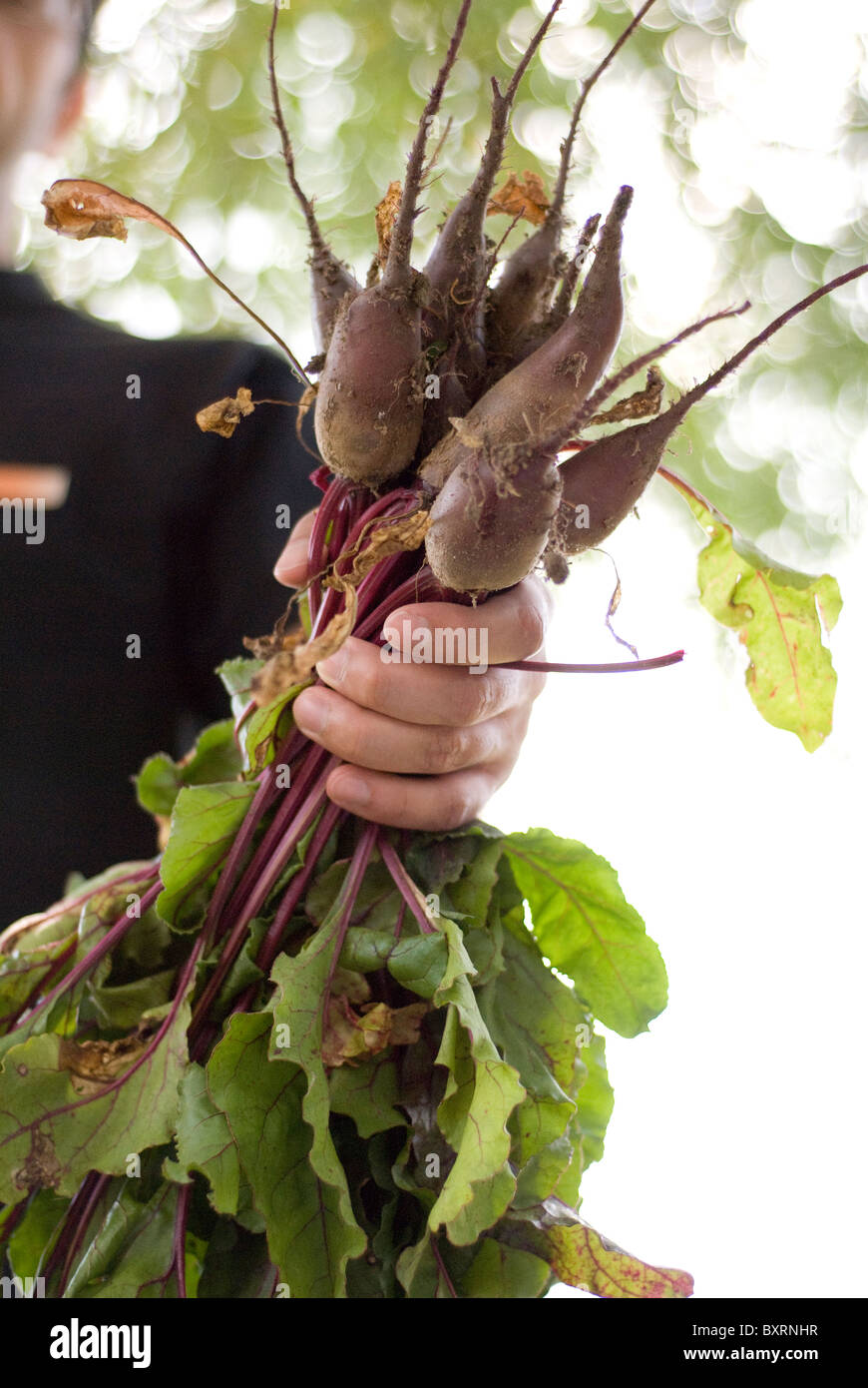 Beet root just planted Stock Photo - Alamy
