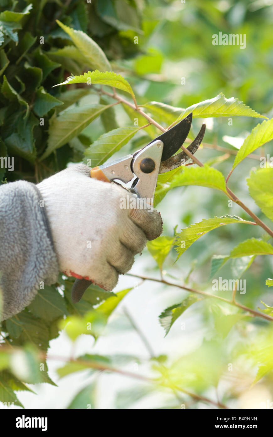 Prune bush hi-res stock photography and images - Alamy