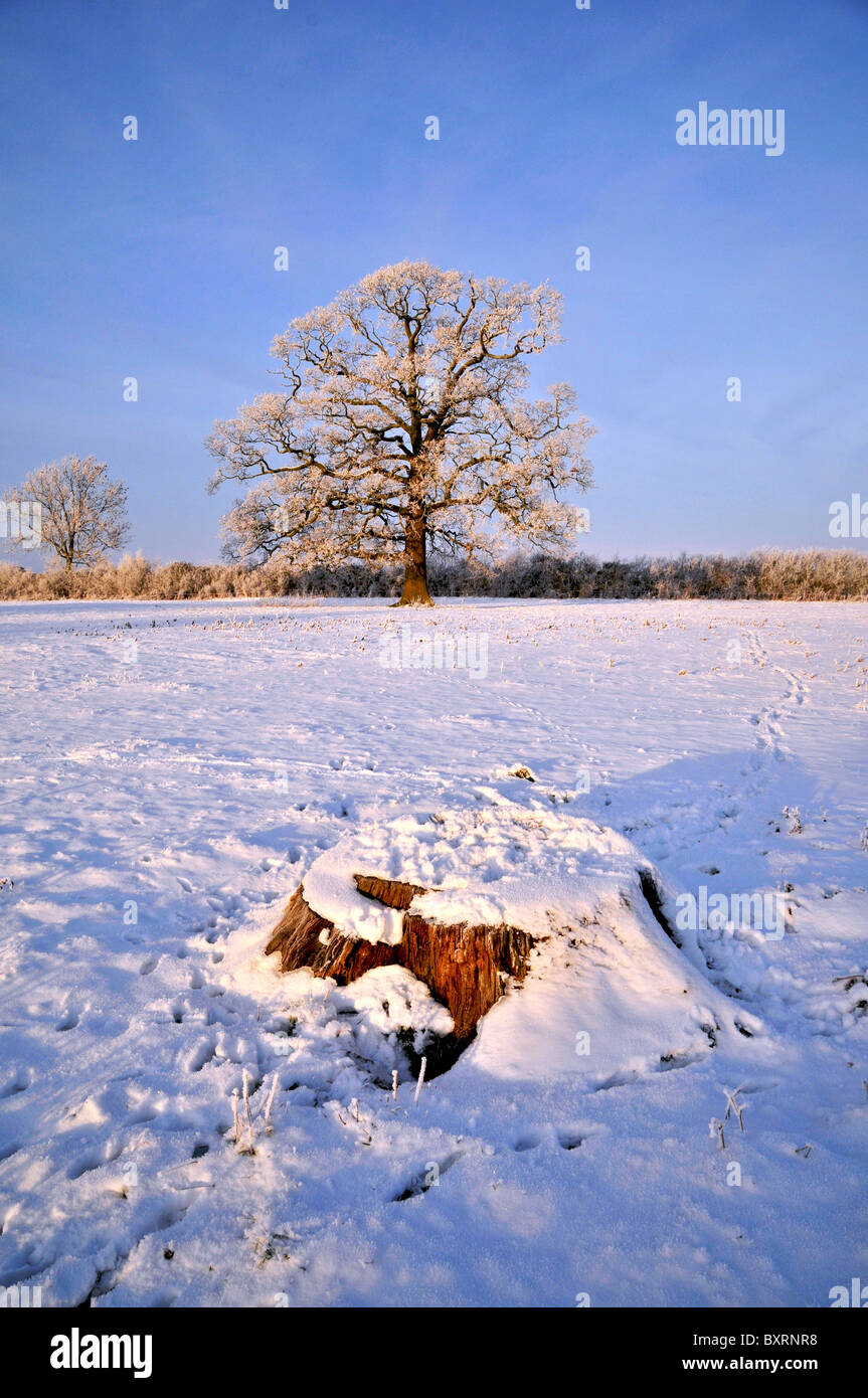 Whitminster Gloucestershire UK Oak Tree Meadow Winter Snow Hore Hoar ...