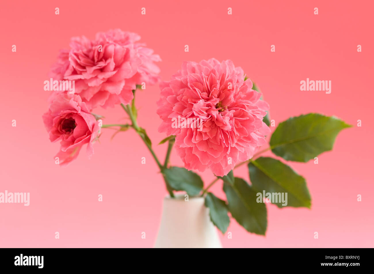 Roses on a rosy background Stock Photo - Alamy