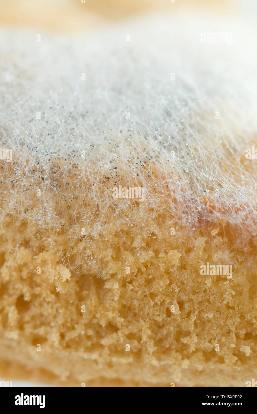 Moldy cake hi-res stock photography and images - Alamy