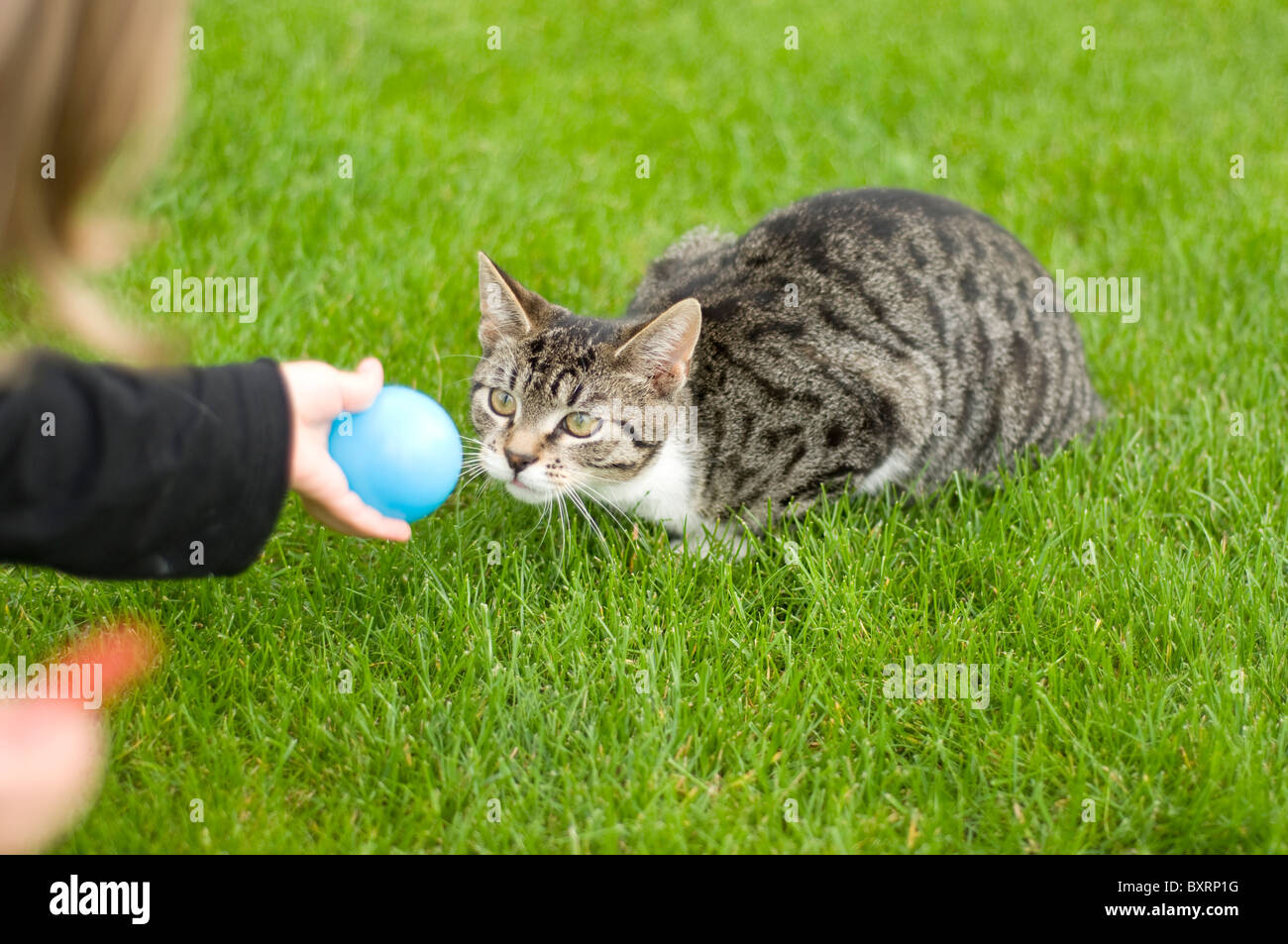 Cat play with ball hi-res stock photography and images - Alamy