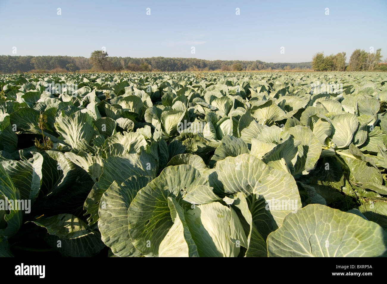 Field of growing cabbage on a farm Stock Photo - Alamy
