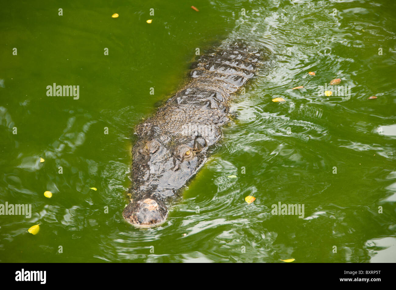 Pattaya animal hi-res stock photography and images - Alamy