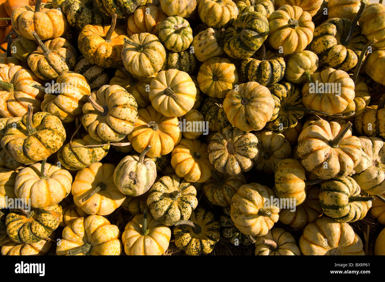 Lots of pumpkins harvested and stored Stock Photo - Alamy