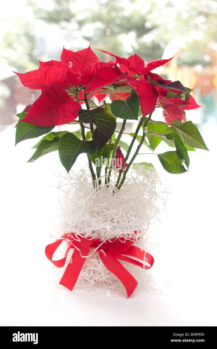 Euphorbia pulcherrima - traditional poinsettia flower on Christmas ...
