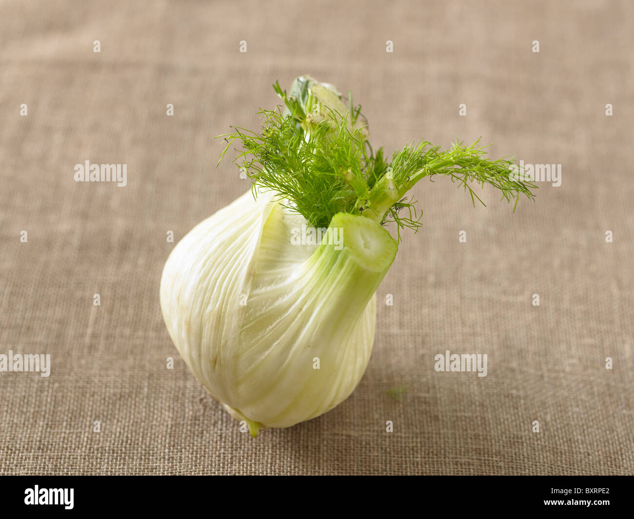 Fennel hi-res stock photography and images - Alamy