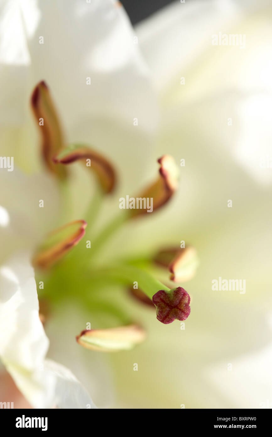 White lily stamens pollen hi-res stock photography and images - Alamy
