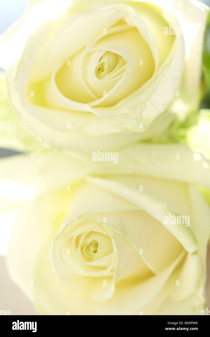 Two white roses, close-up Stock Photo - Alamy