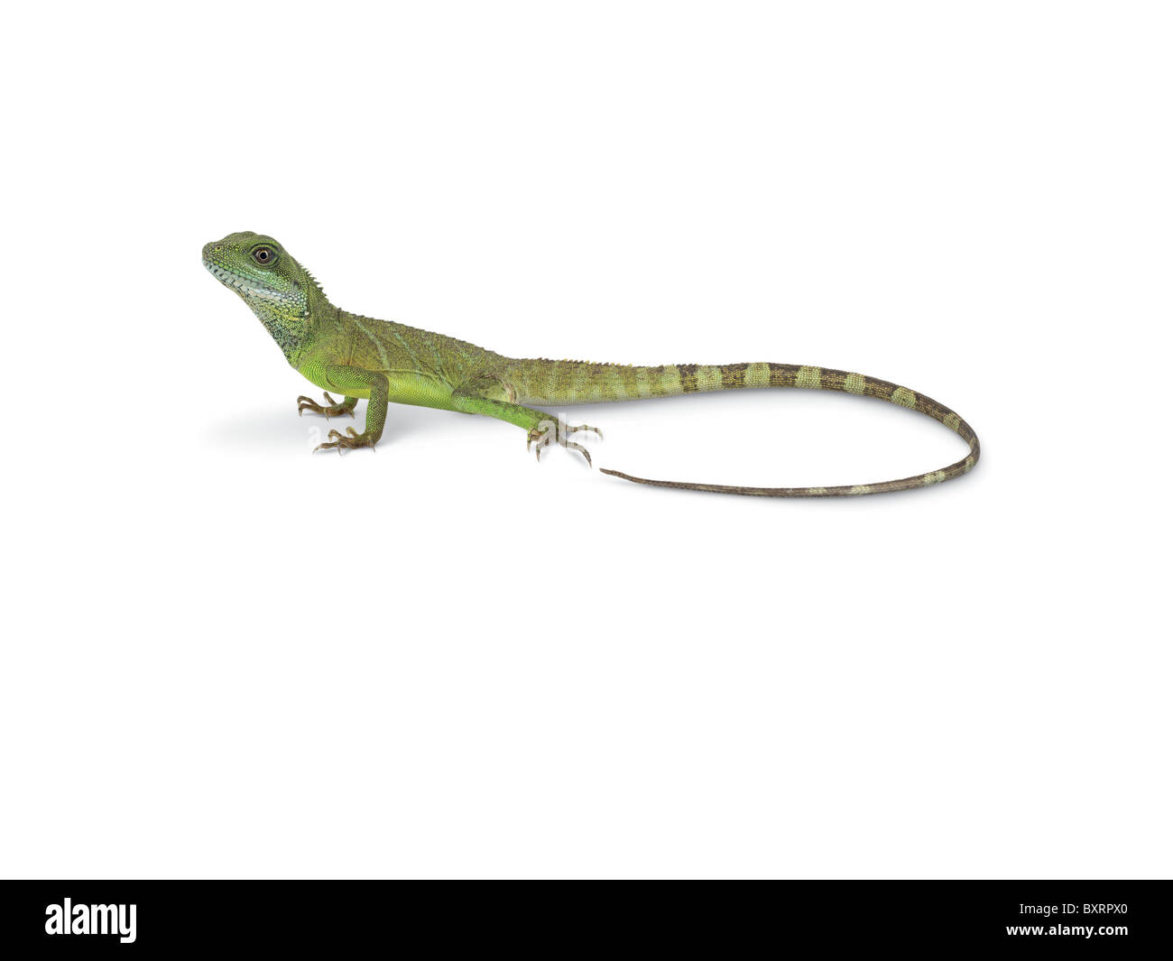 Asian water dragon hi-res stock photography and images - Alamy