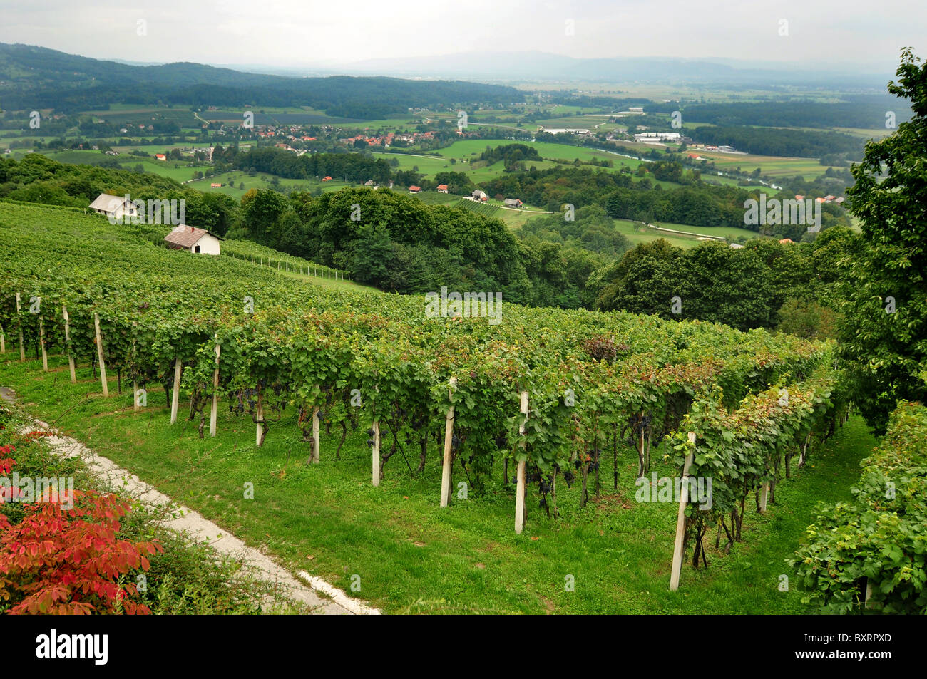 Vineyards in Dolenjska Stock Photo - Alamy