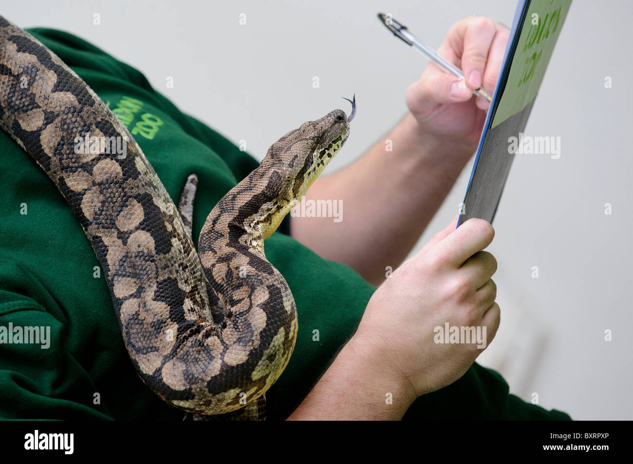 Snake london zoo hi-res stock photography and images - Alamy